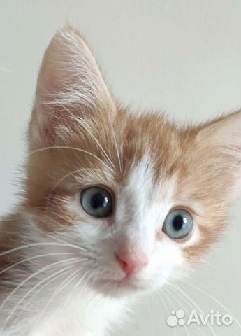 Рыженький нарядный малыш