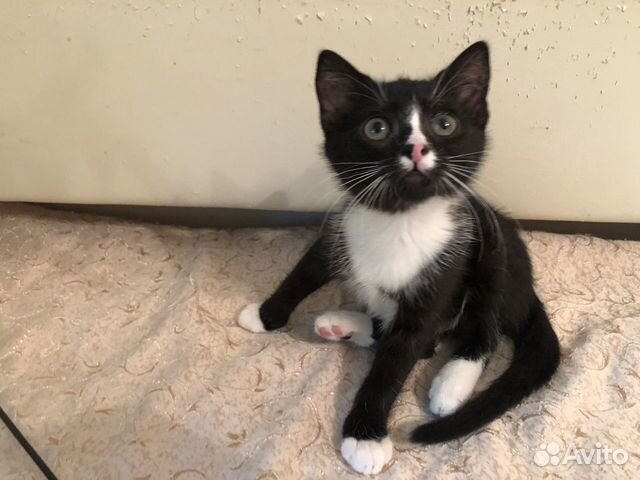Котенок