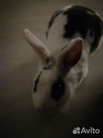 Декоративные кролики