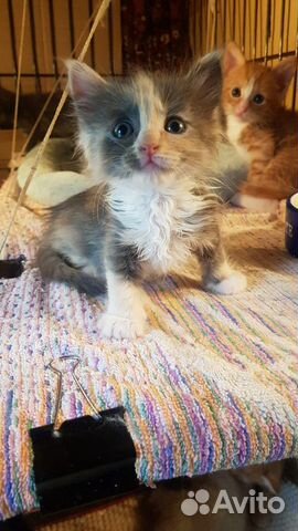 Котенок девочка 1 мес Лилу