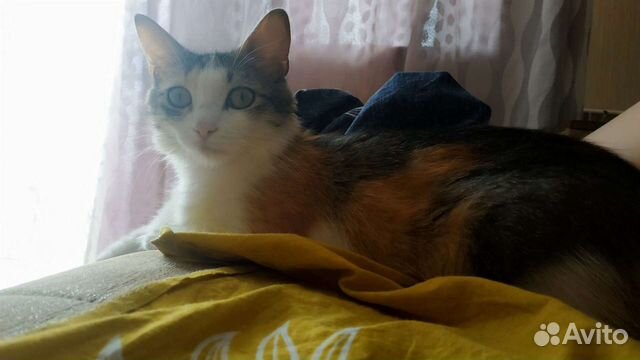 Поиск дома кошке