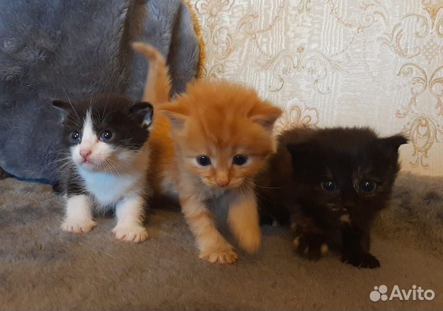 Котята в добрые руки даром