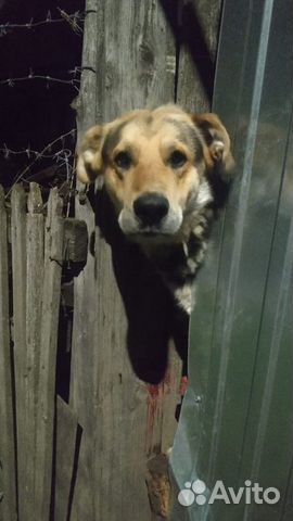 Собака надо спасать