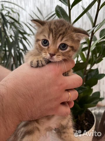 Шотландские вислоухие котята