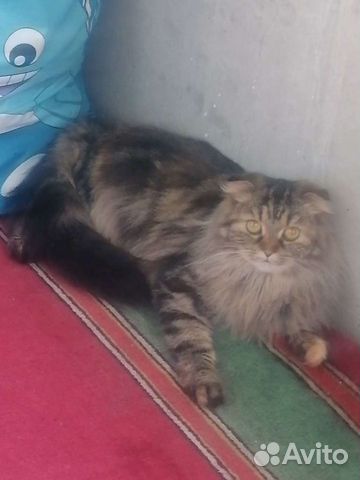 Кошка Буся, отдадим в добрые руки