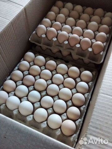 Инкубационное яйцо бройлера Арбор Айкрес (кобб700)