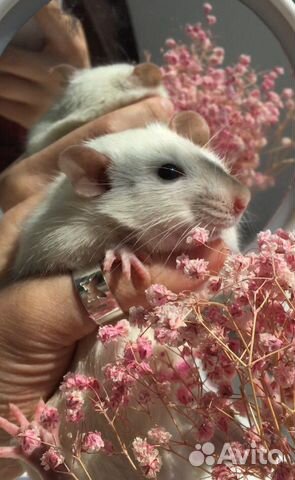 Крыса дамбо