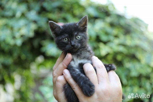 Ищем Самую Лучшую Семью для Маленького Чуда