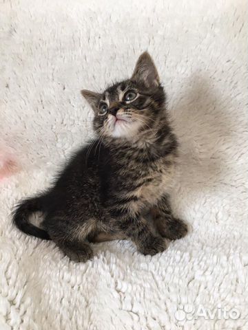 Полосатый котенок 1,5 мес