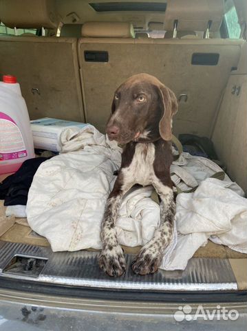 Щенок курцхар в добрые руки