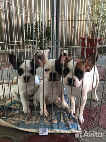 Милые французики ищут новый дом