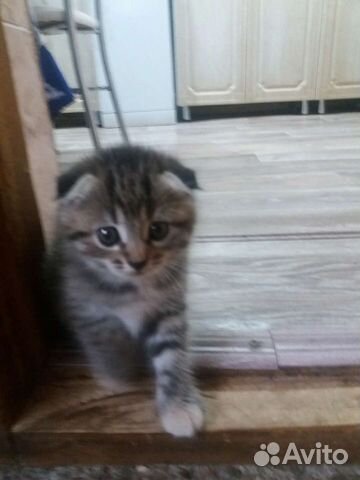 Милые котята от шотландской вислоухой кошки