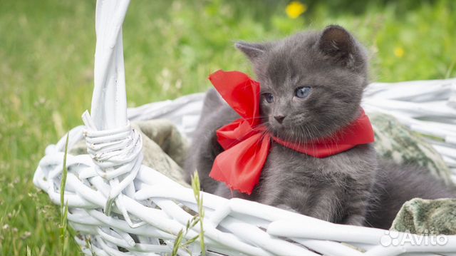 Котята 3 мальчика и 1 девочка