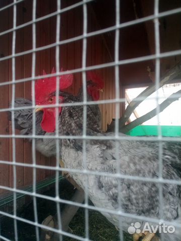 Продам петухов