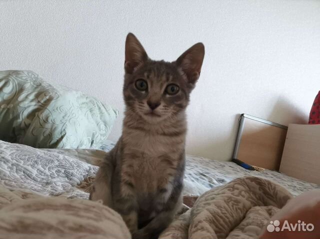 Котенок 4 месяца. Приучен к лотку. Обрабатывали ка