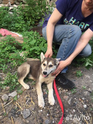 Щенок, 3 мес. Метис. В дар. Доставка