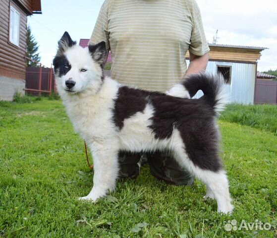 Девочка якутской лайки