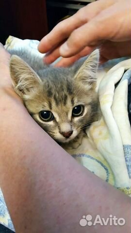 Милый и ласковый котёнок ищет дом