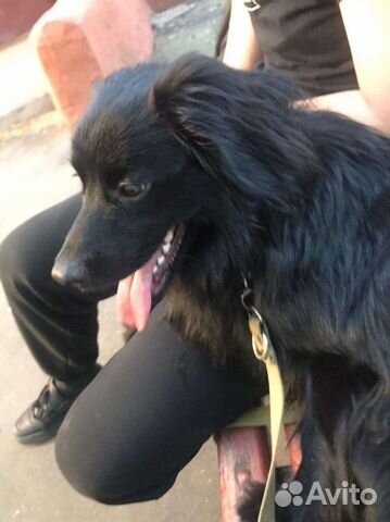 Найдена собака Москва,Перово