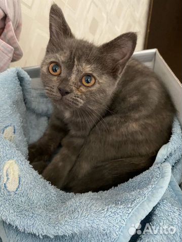 Котёнок серый очаровательный в добрые руки