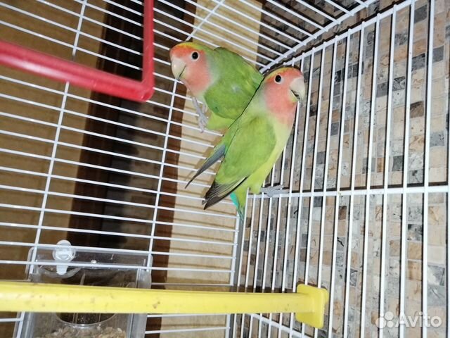 Неразлучники (самец и самочка)