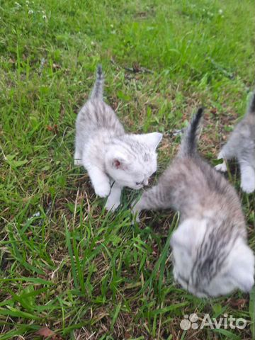 Шотландская