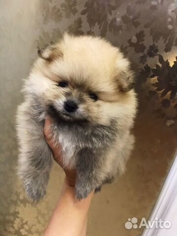 Очаровательные щенки шпиц