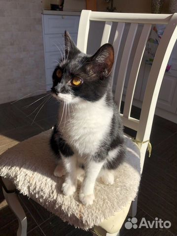 Кошка-котеночек Милка