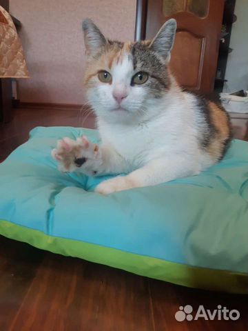 Кошка в дар