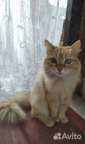 Кошка