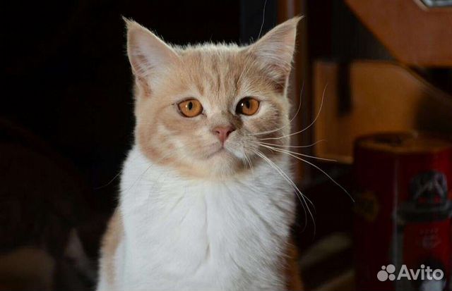 Отдаю бесплатно котика скоттиш страйт