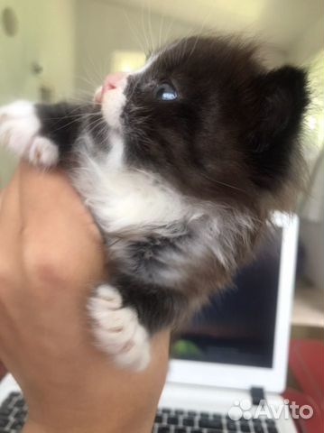 Котёнок