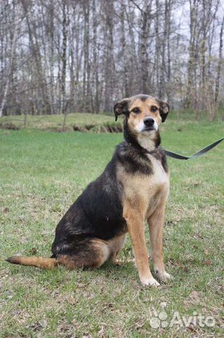 Отдам нежнейшую собаку Стеллу из приюта