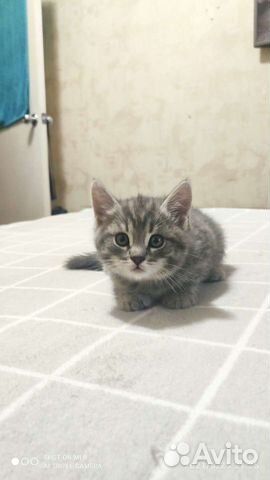 Шотландская вислоухая кошка