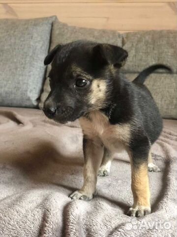 Ищем щенку дом. В добрые руки