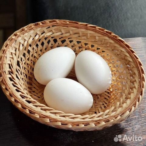 Инкубационное яйцо гусей