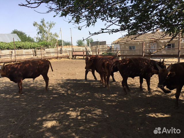 Откормочные быки