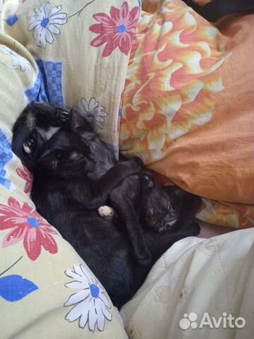 Котята в добрые руки бесплатно