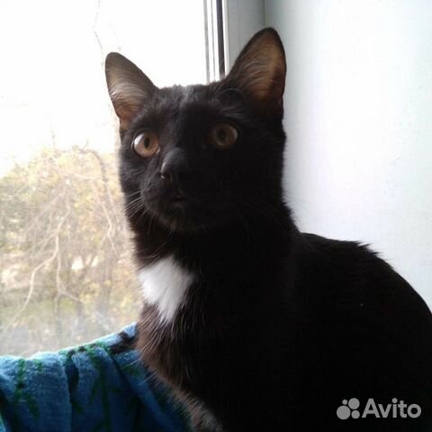 Котик Сатурн