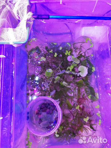 Небольшая прополка