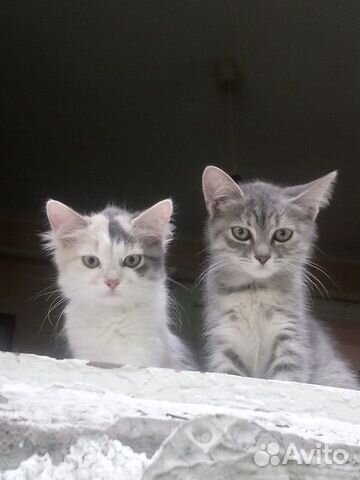 Отдаем пушистиков хорошим людям (девочки)