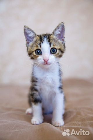 Мальчишка Васька в поиске дома