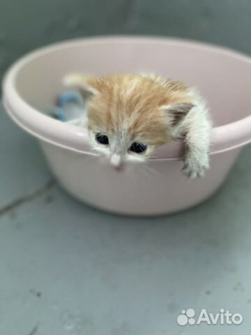 Нужны добрые руки котеночку