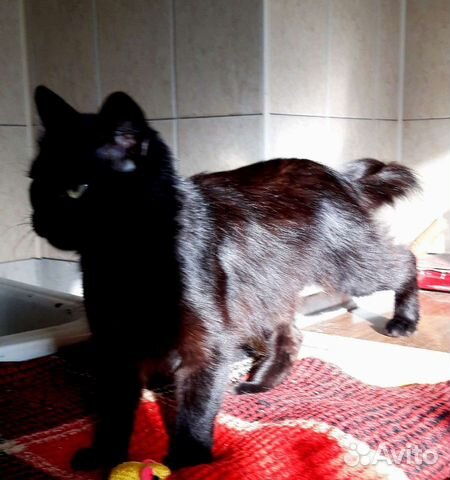 Блестящая красотка Ева