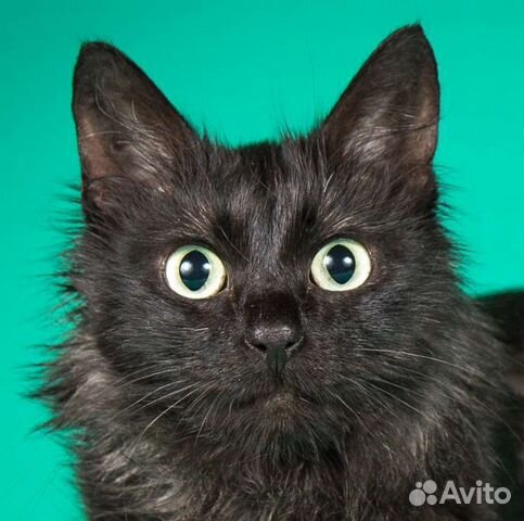 Домовенок Шуша ищет свой дом