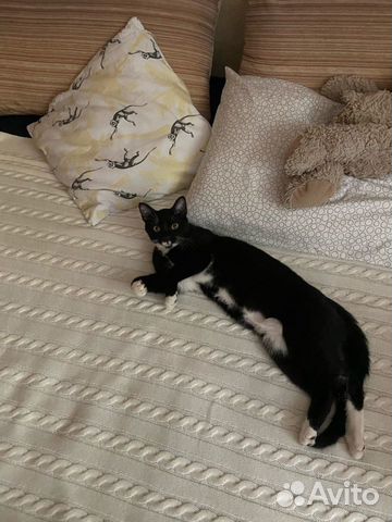 Котик-такса