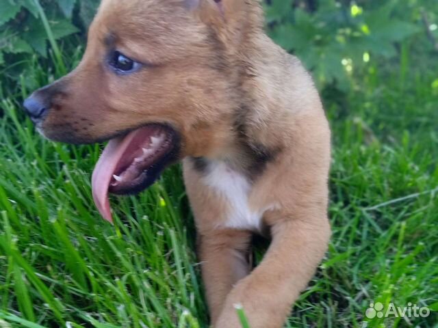 Щенки в добрые руки