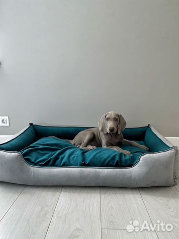 Щенок веймарайнера