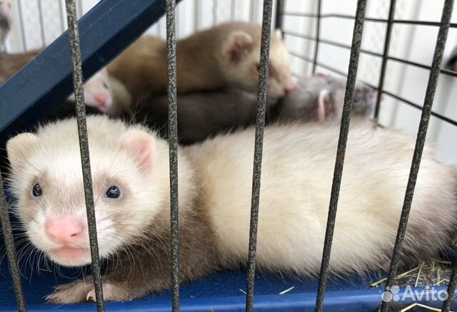 Хорёк - щенок с бесплатной доставкой