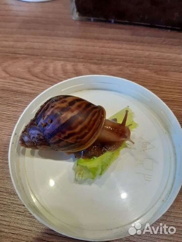 Улитки ахатины